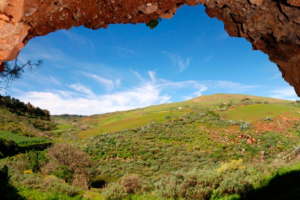 Saucillo – Altos de Gáldar